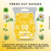 Fresh Cut Daisies Scentsy Bar - The Candle Boutique - Scentsy UK Consultant