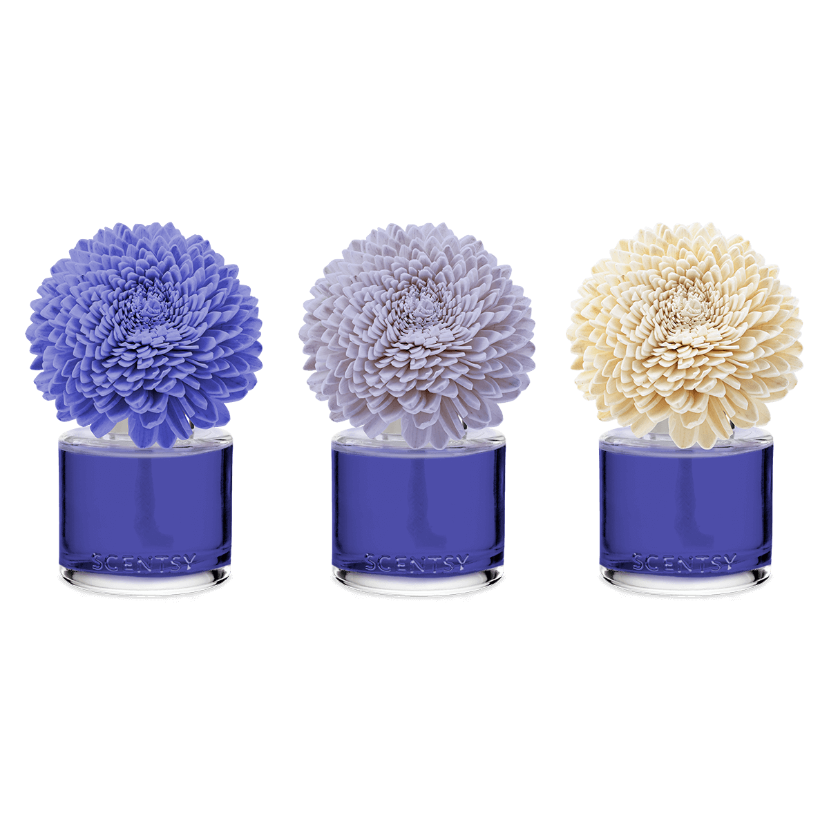 Kindness – Zinnia Zen Scentsy Fragrance Flower - The Candle Boutique ... Kindness – Zinnia Zen Scentsy Fragrance Flower - The Candle Boutique ...