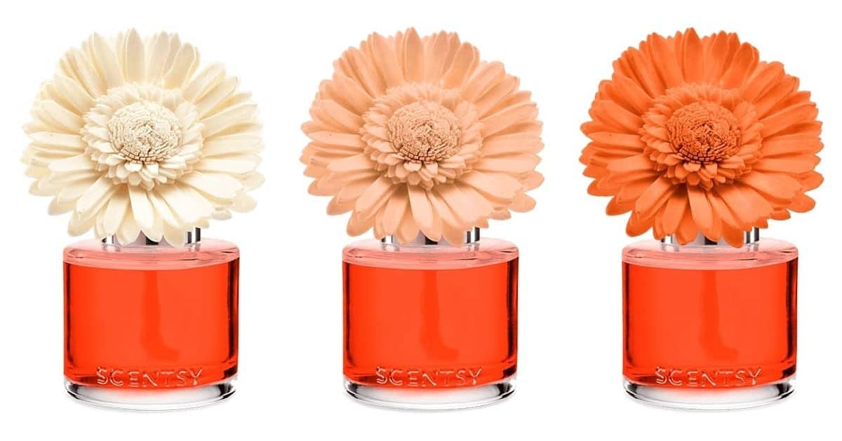 Sunset Cocktail Scentsy Dainty Daisy Fragrance Flowers - The Candle ...